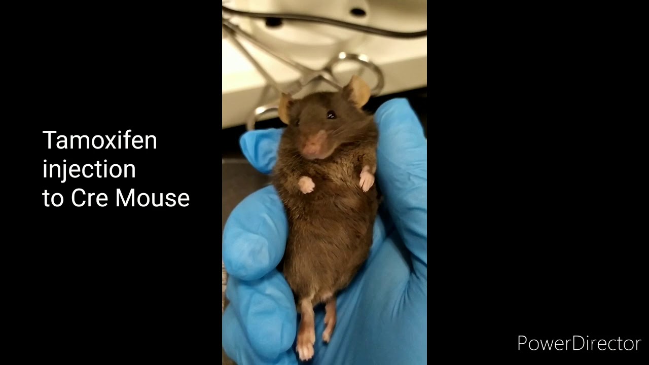 Tamoxifen intragastric injection in Cre mouse | Research Technique | Dr ...