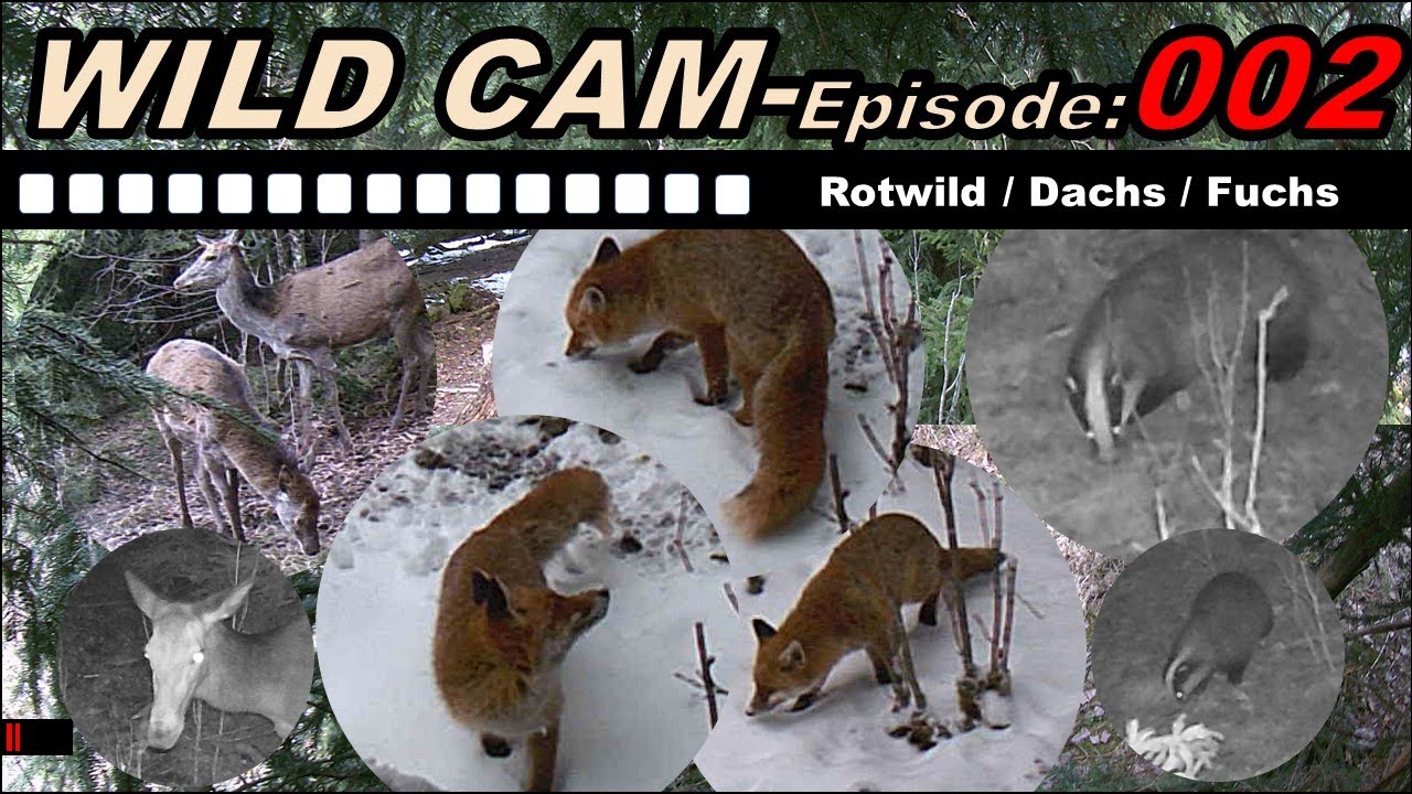 Wildkamera / Wild Cam - best of - Episode 002 ...das Beste aus ...
