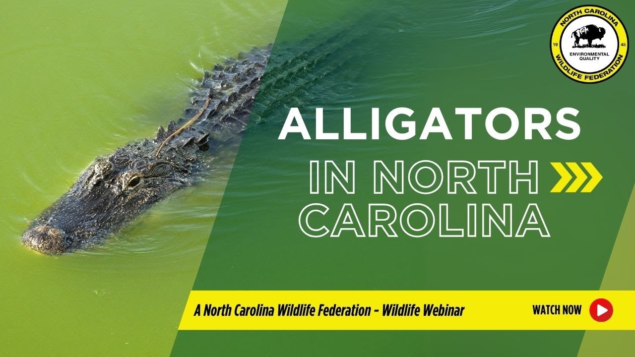 Alligators of North Carolina - North Carolina Wildlife Federation - YouTube