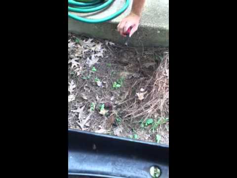 M-1000 Firecracker - YouTube