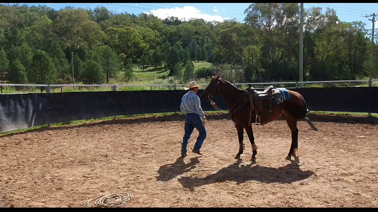Smart Little Lena Clone D Gelding - YouTube
