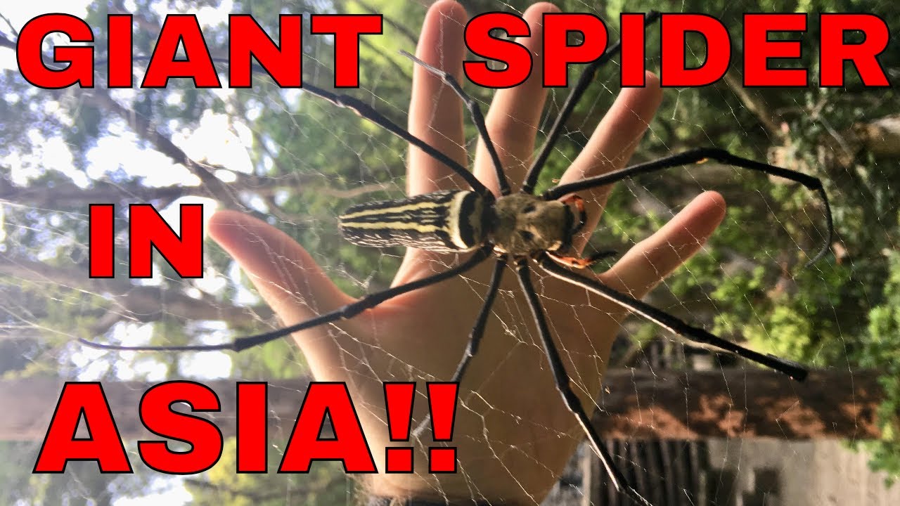 GIANT SPIDER IN ASIA! - YouTube