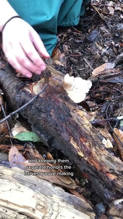 Get yourself a sacred foraging knife that you dont use for anything else #yourforagingbff # ...