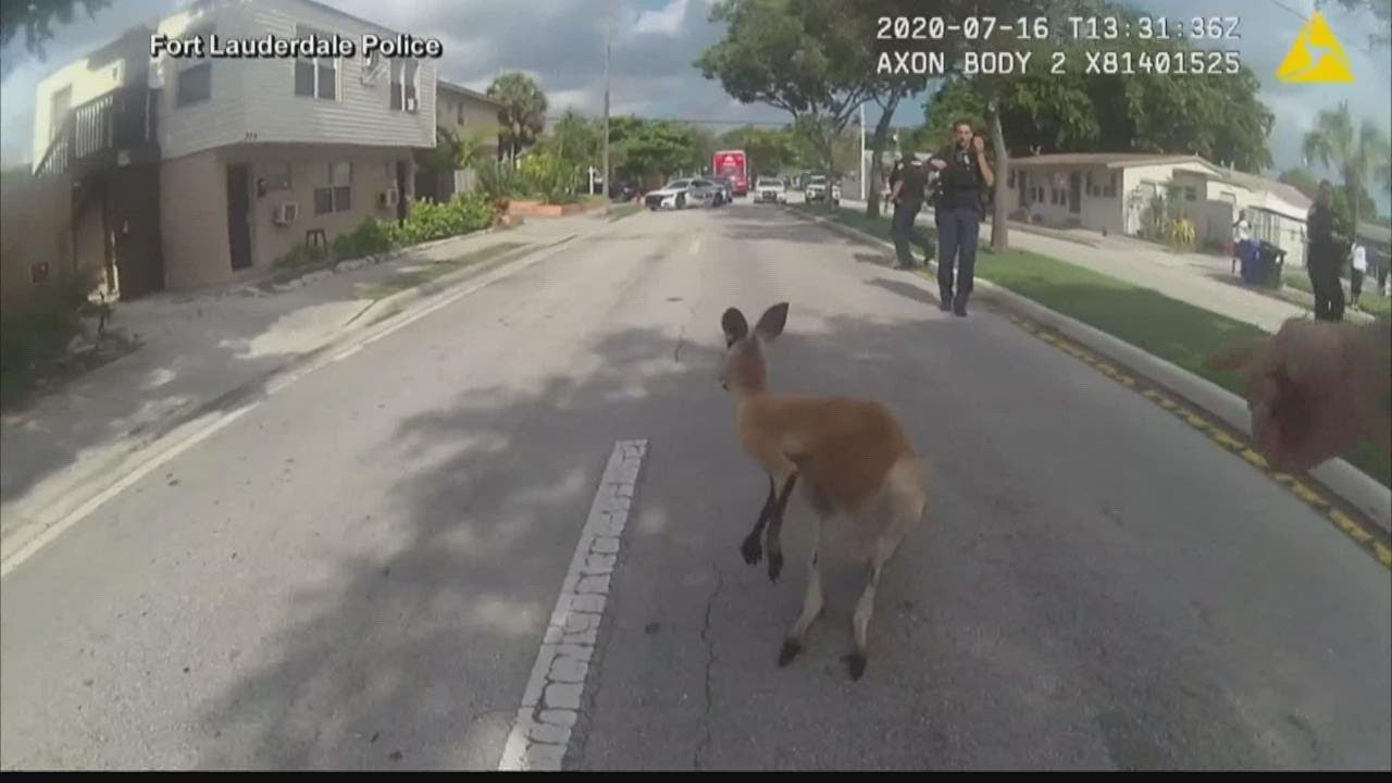 Police capture kangaroo on Florida street - YouTube