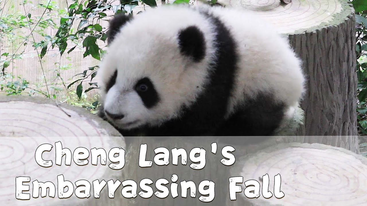 Cheng Lang’s Embarrassing Fall | iPanda - YouTube
