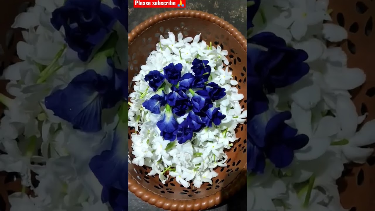 Crape Jasmine & Butterfly Pea Flower Garland || Tagara aparajita phula ...