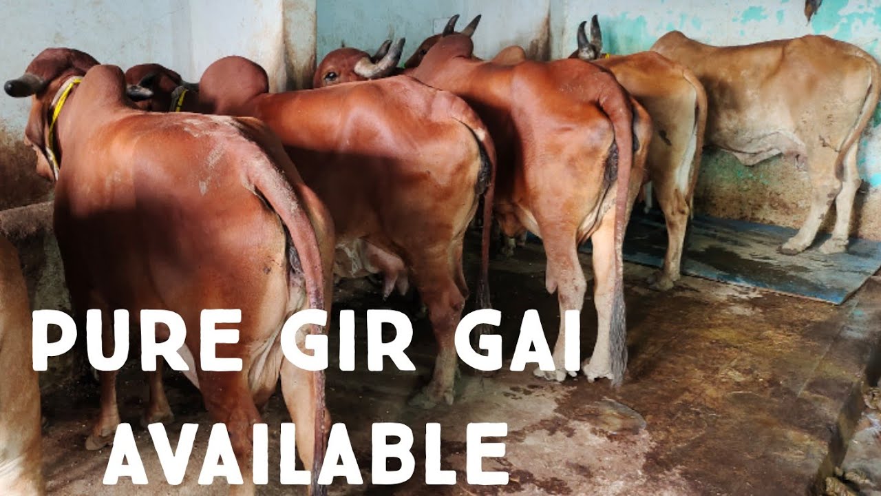 pure gir cow in Hyderabad | murrah buffalo aur gir gai available in ...