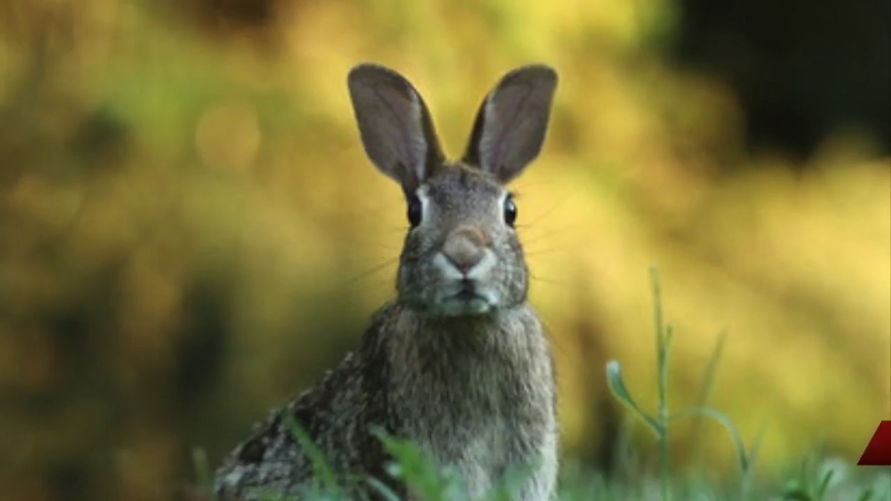 Invisible Rabbits - YouTube