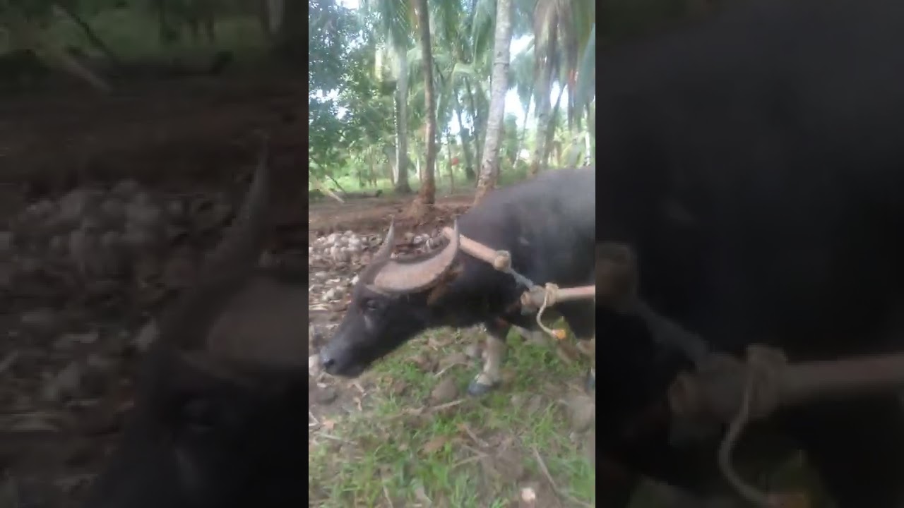 kalabaw na cya Ang nag sout sa kanyang balsa oh yugo amazing kalabao ...