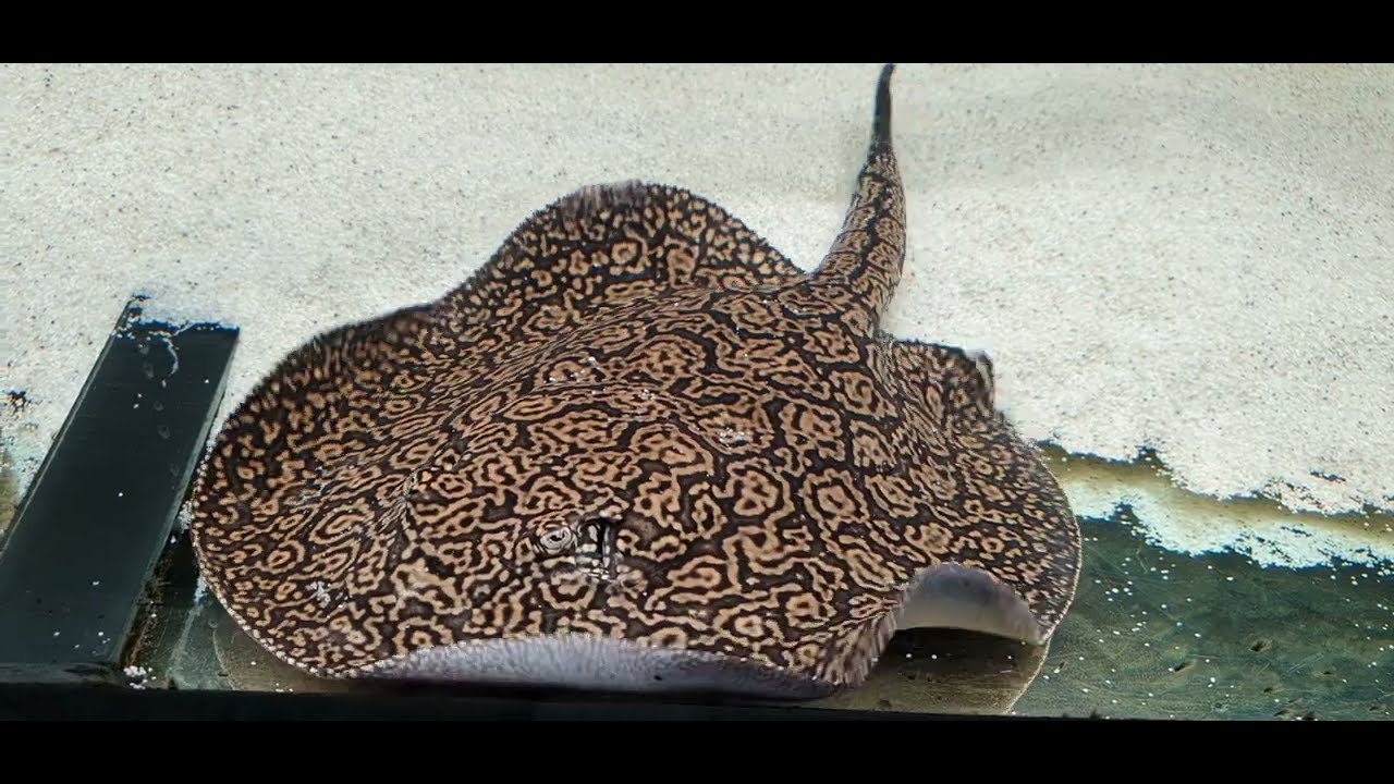 Potamotrygon Marinae hybrid - YouTube