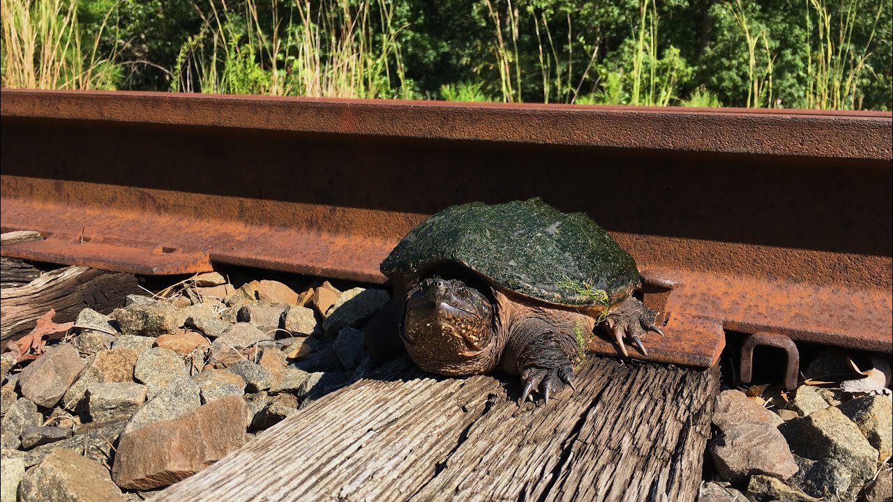 Snapping Turtle Along The Track! New Jersey Snakes, Turtles, and More ...