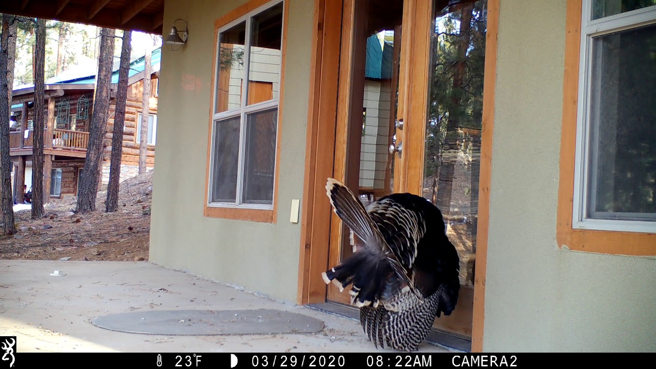 Wild turkey gobbler trying to intimidate his reflection in the patio ...