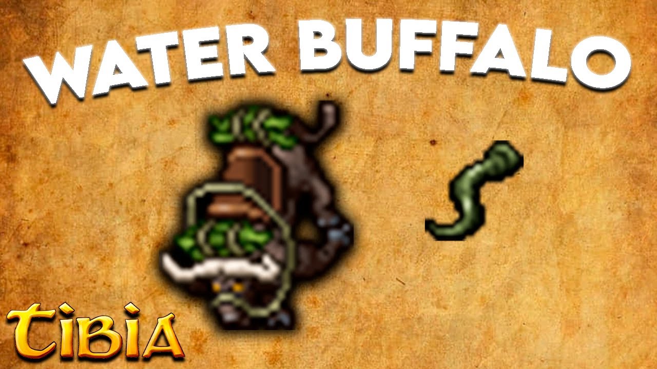 Water Buffalo (Mount) | Tibia en Español #tibia - YouTube