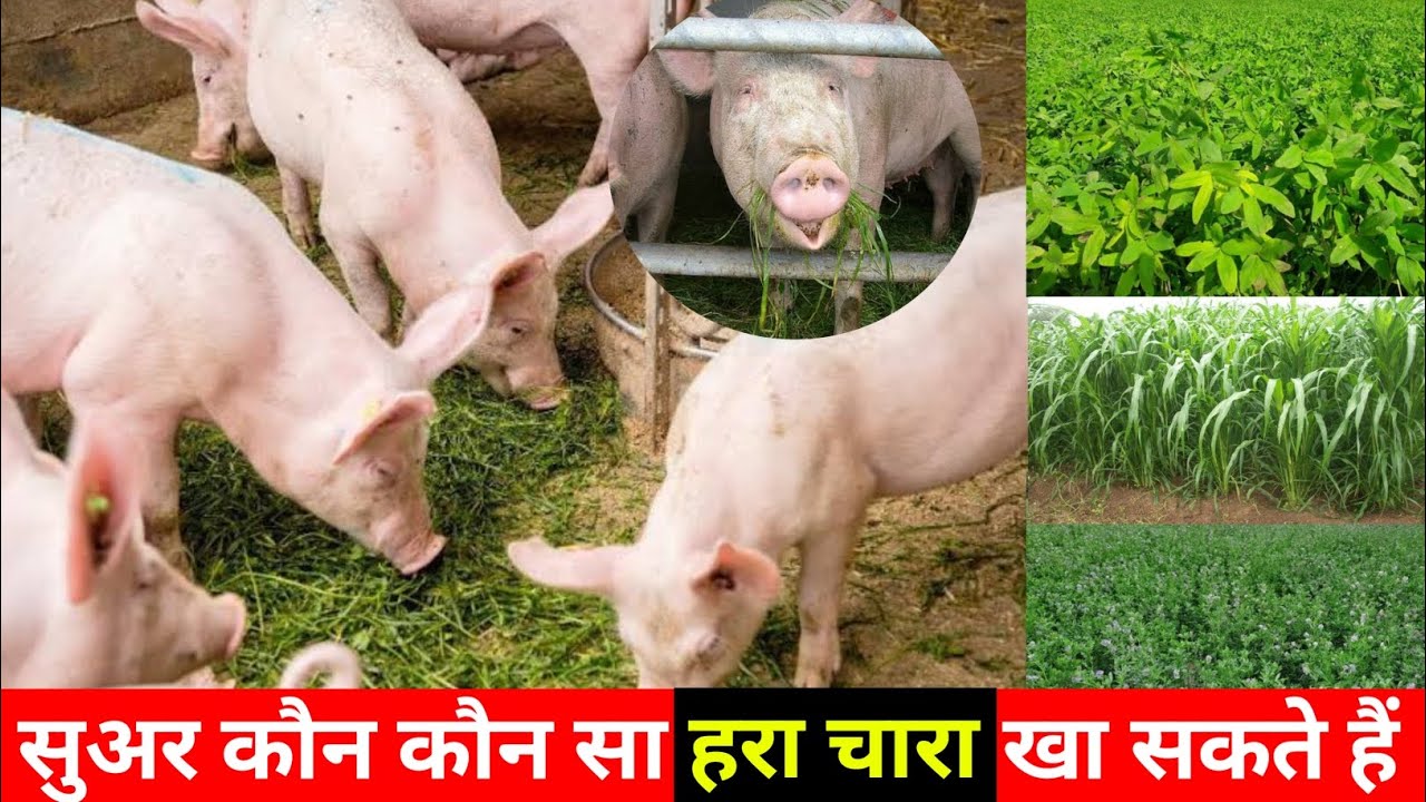 Pig Farming in India Green Fodder in Pig feed. सुअर के लिए हरा चारा ...