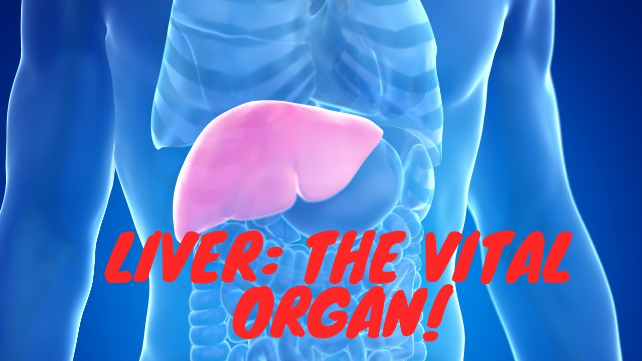 Liver Physiology Explained: The Organ You Can't Live Without! - YouTube