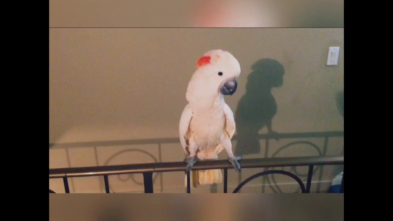 Our Loving Cockatoo LOL! - YouTube