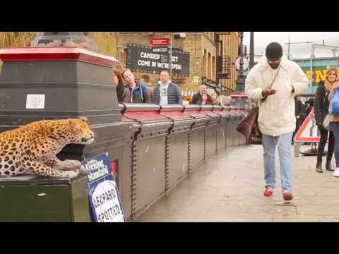 Leopard Prank in Camden Town!