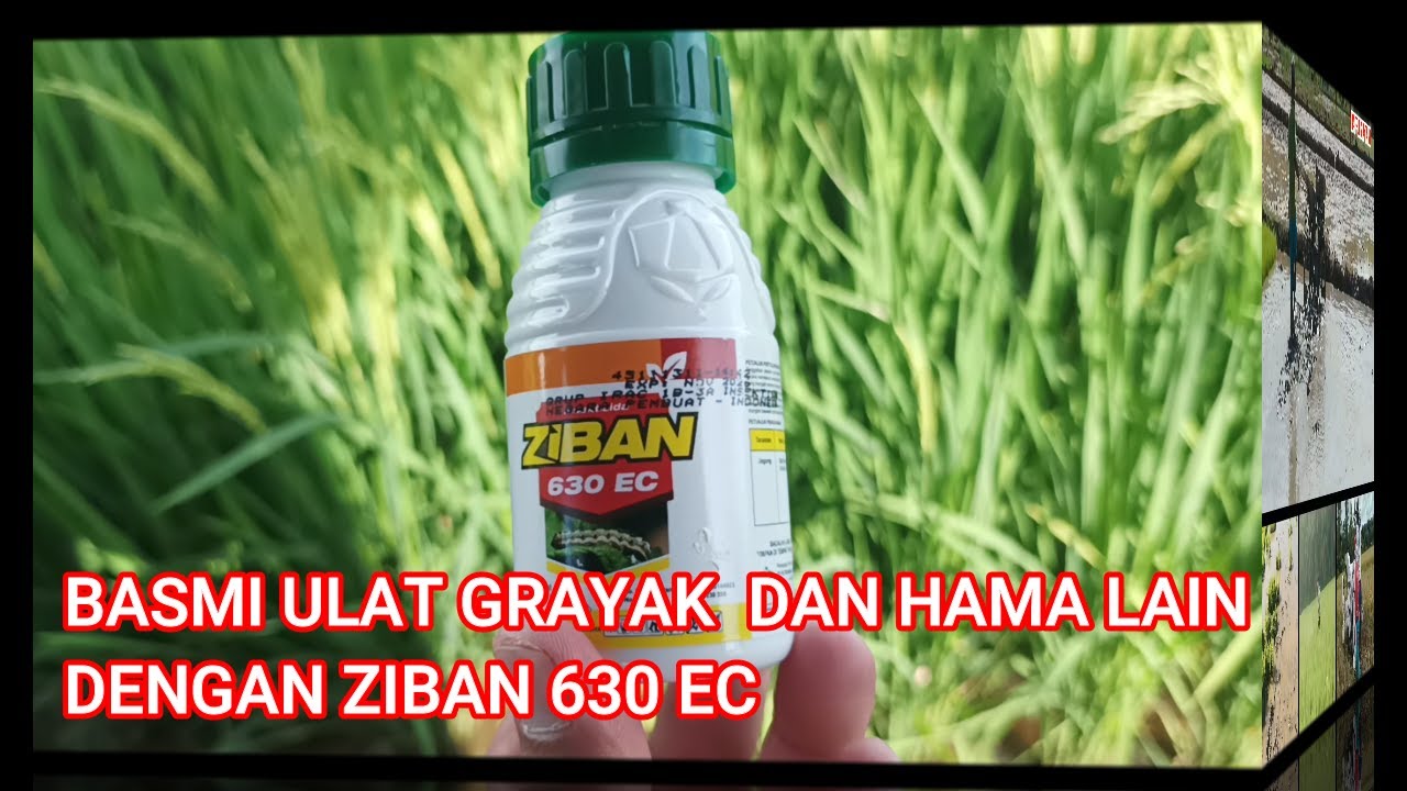 BASMI ULAT GRAYAK DAN HAMA LAIN DENGAN ZIBAN 630 EC - YouTube