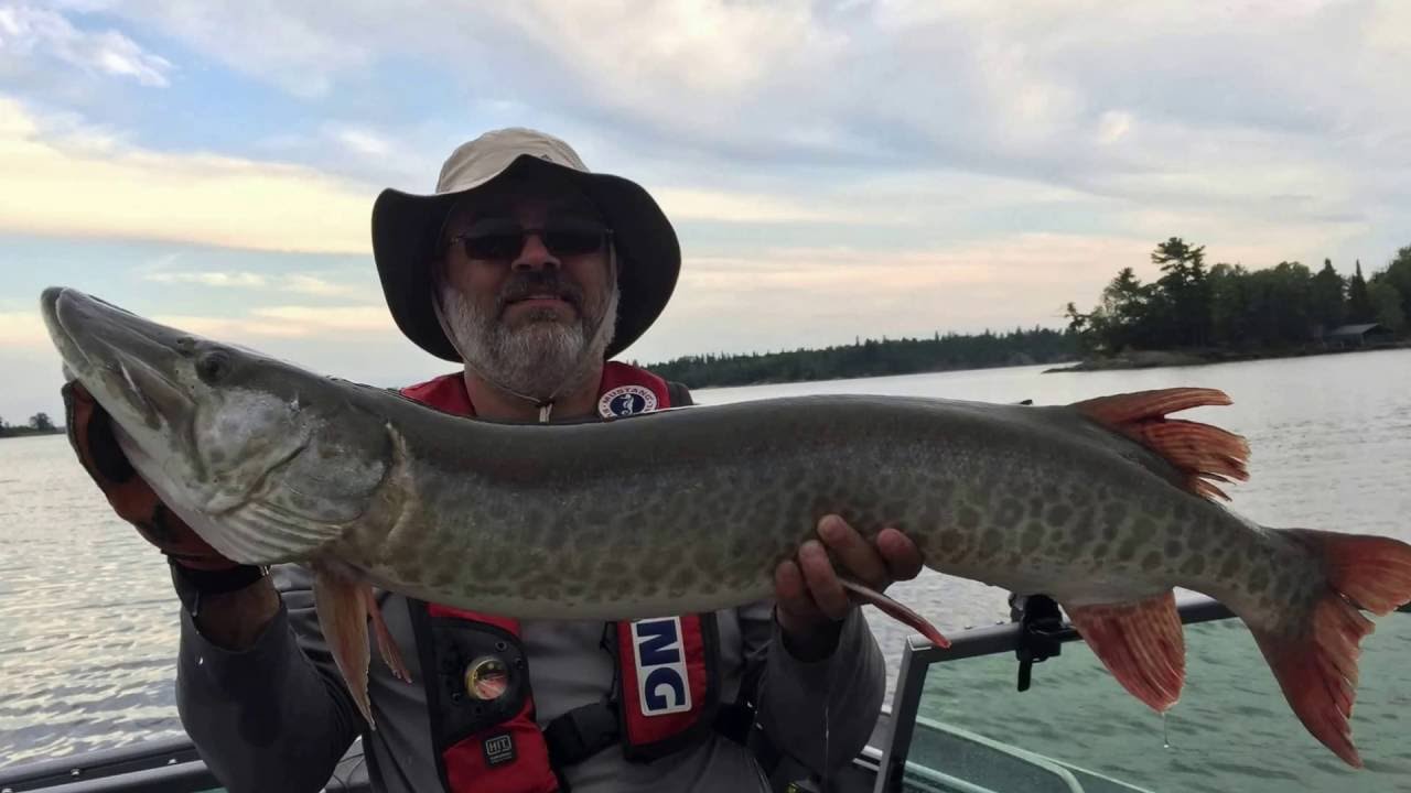 Lake of the woods 47 Inch Muskie Topwater Hit - YouTube