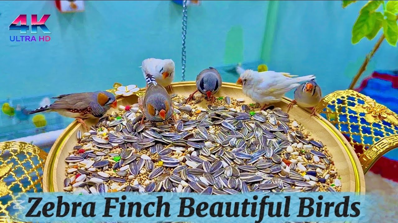 The Arched Bird Aviary: Discover the Beauty and Quality at Flyte so ...