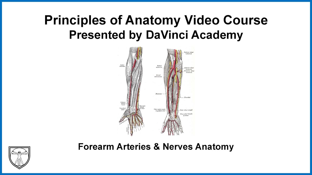 Forearm Arteries & Nerves Anatomy [Upper Limb Anatomy 9 of 18] - YouTube