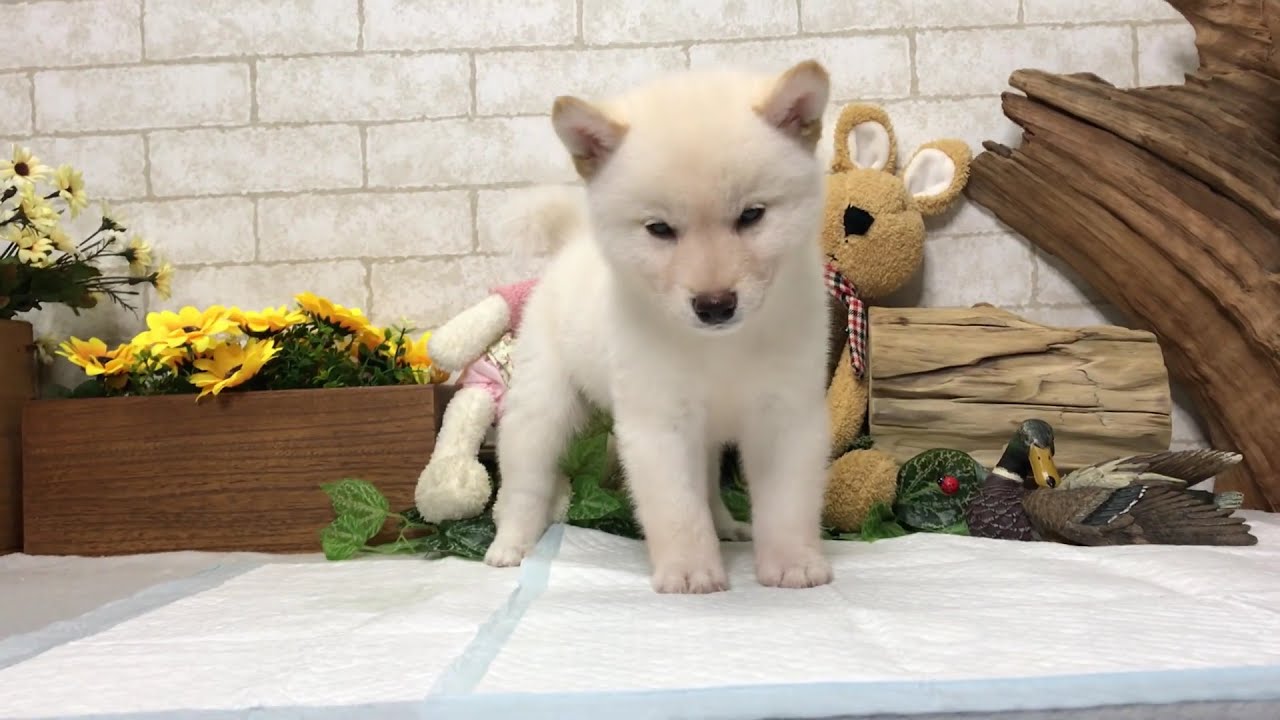 White Shiba Inu - Lars - YouTube