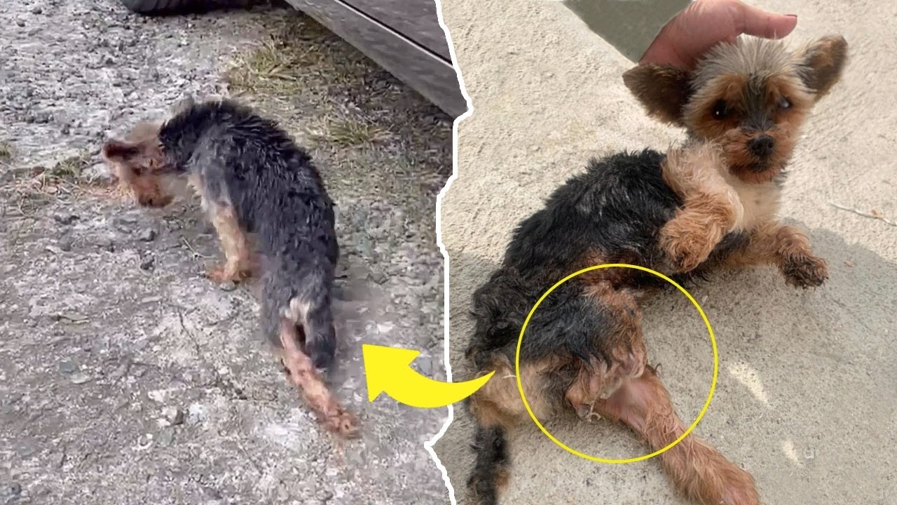 Being Crippled, Owner Dumped Him, Little Dog Struggled to Survive All ...