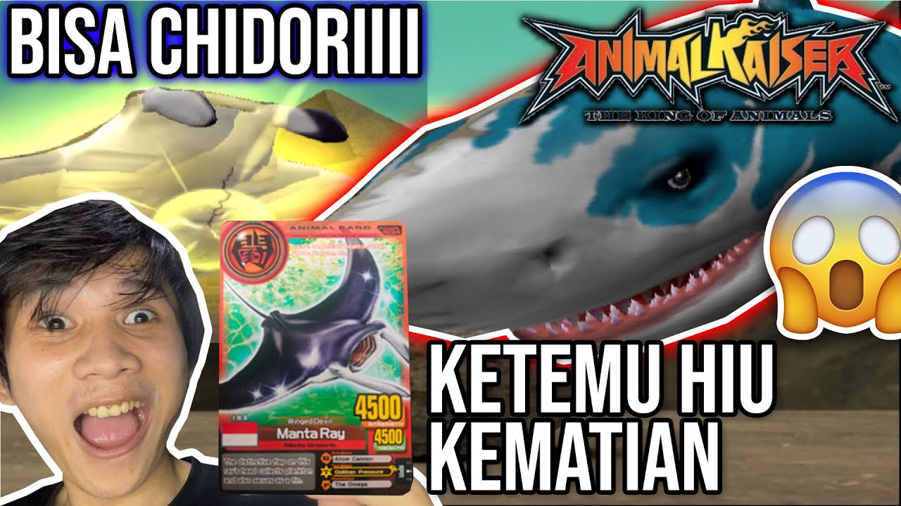MANTA RAY IKAN PARI ASAL INDONESIA BERTEMU BRUTUS! ANIMAL KAISER PC ...