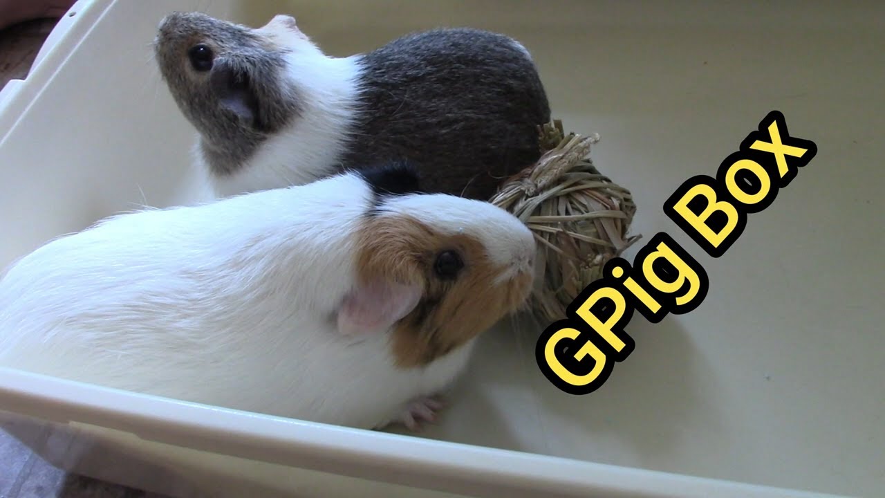 GPig Box For Guinea Pigs April 2022 😎 - YouTube