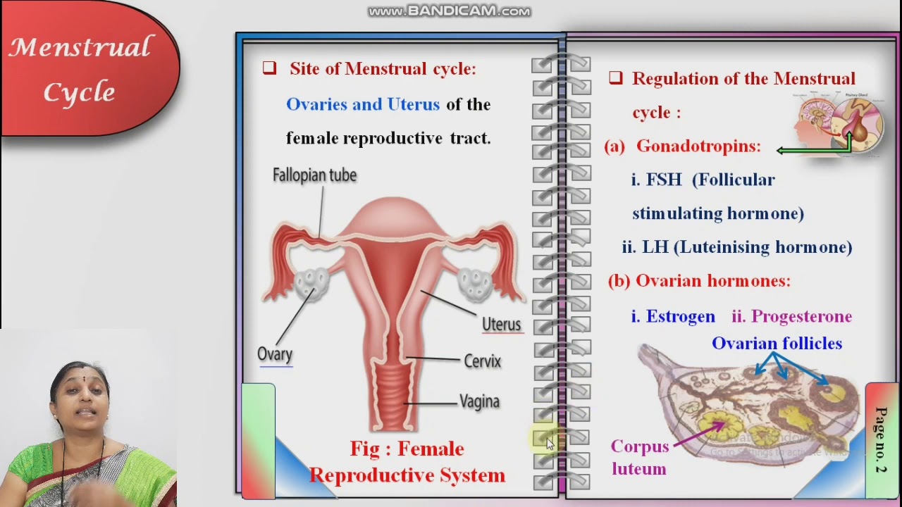 Menstruation Cycle Class XII YouTube menstruation-cycle-class-xii-youtube