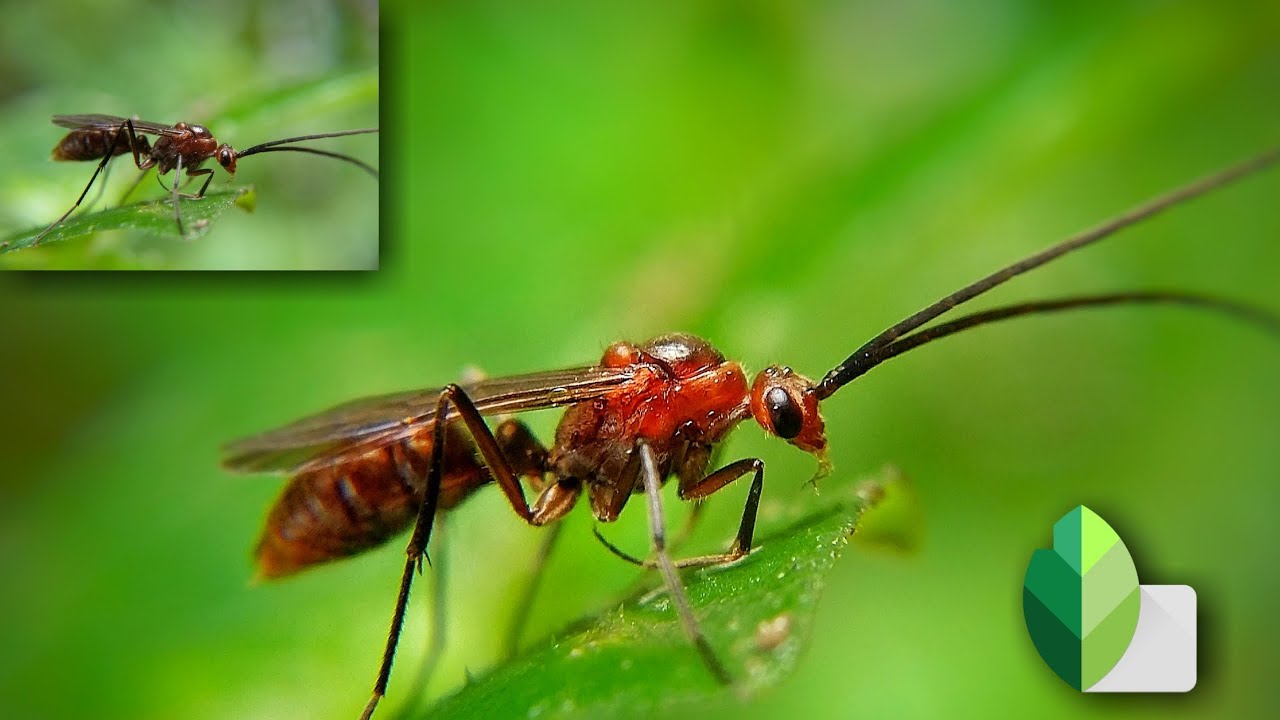 New Macro Photo Editing Tutorial By Snapseed | Photography Tech | 2020 ...