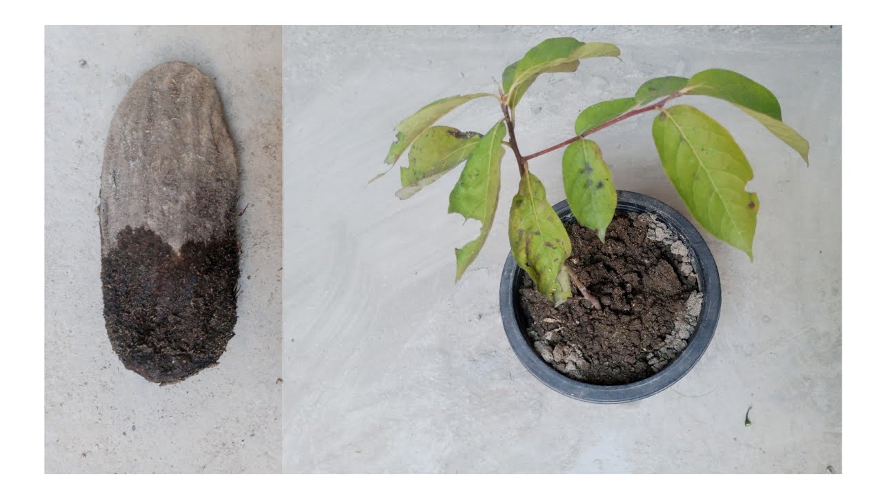 Amazing Skills : How To Grow Mongo - YouTube