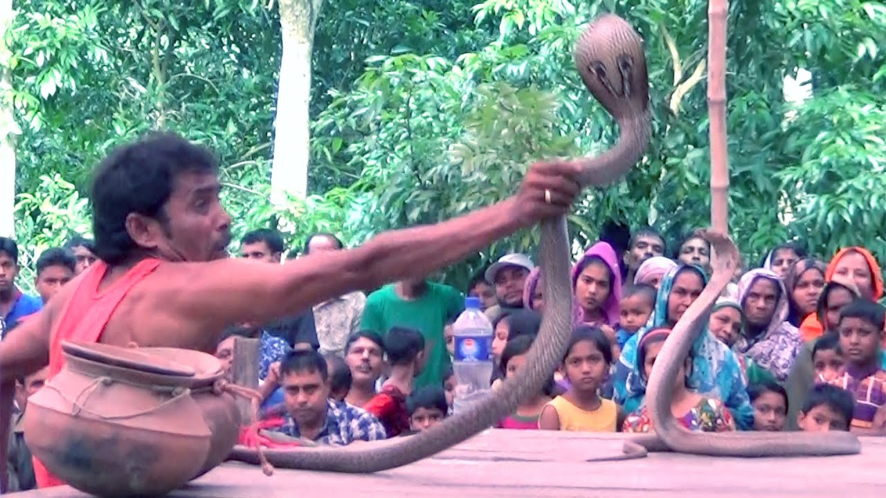 Unbelievable street performers | Cobra flute music played by the snake ...