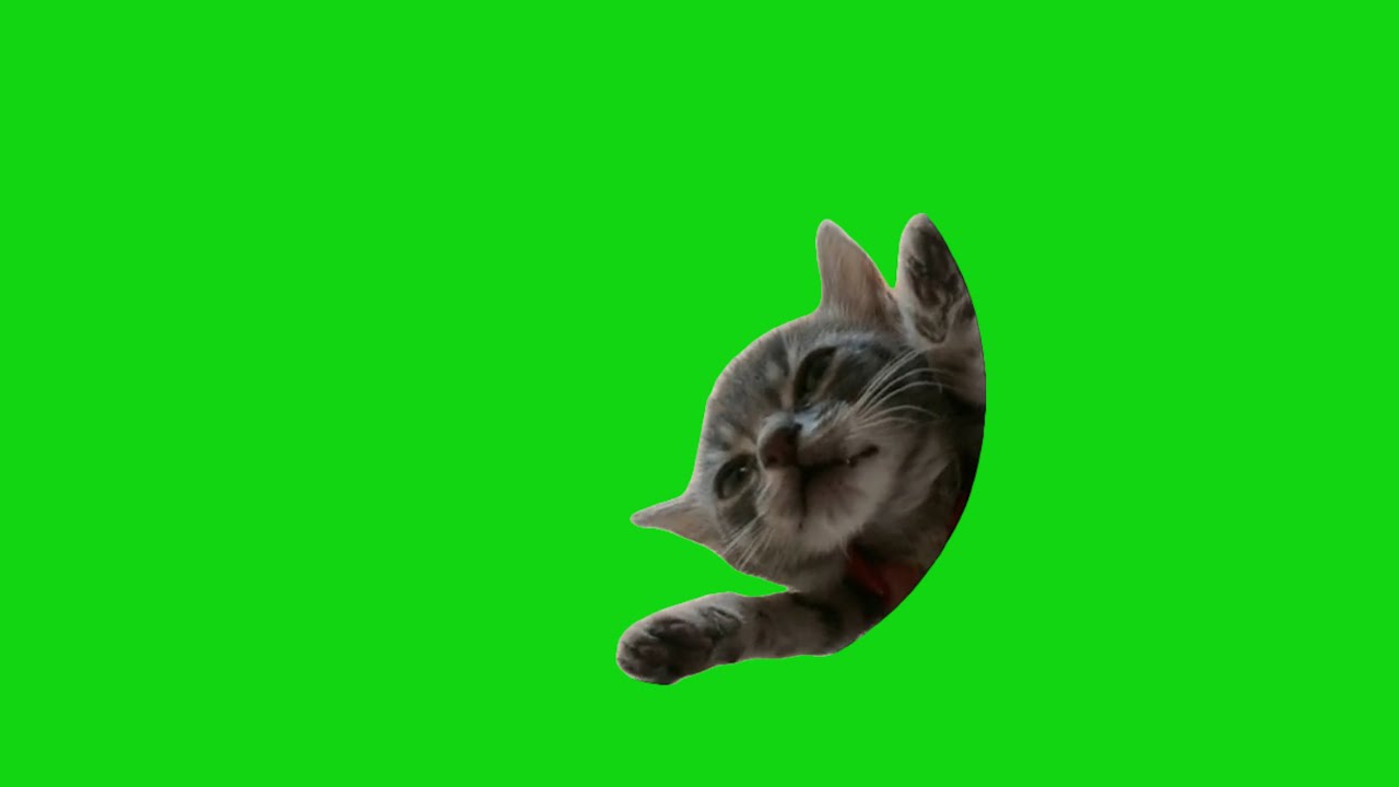 Pedro Pedro Dancing Kitty Cat | 4K Green Screen | Pedro Raccoon Trend ...