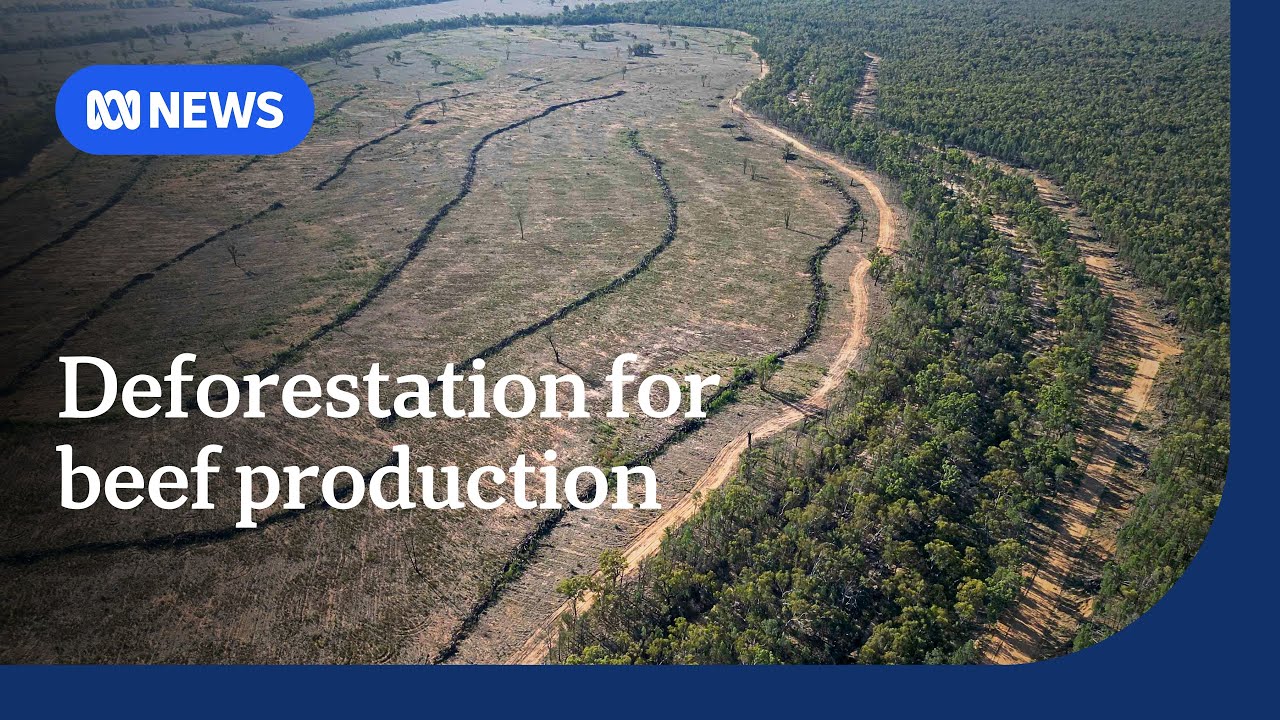 Deforesting farms to grow beef | ABC News - YouTube