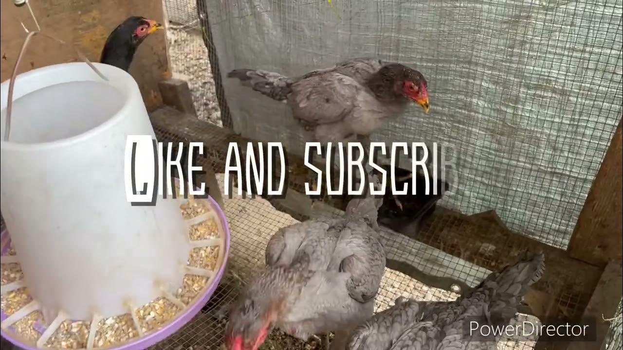 Update me nyuam qaib tau saib - YouTube