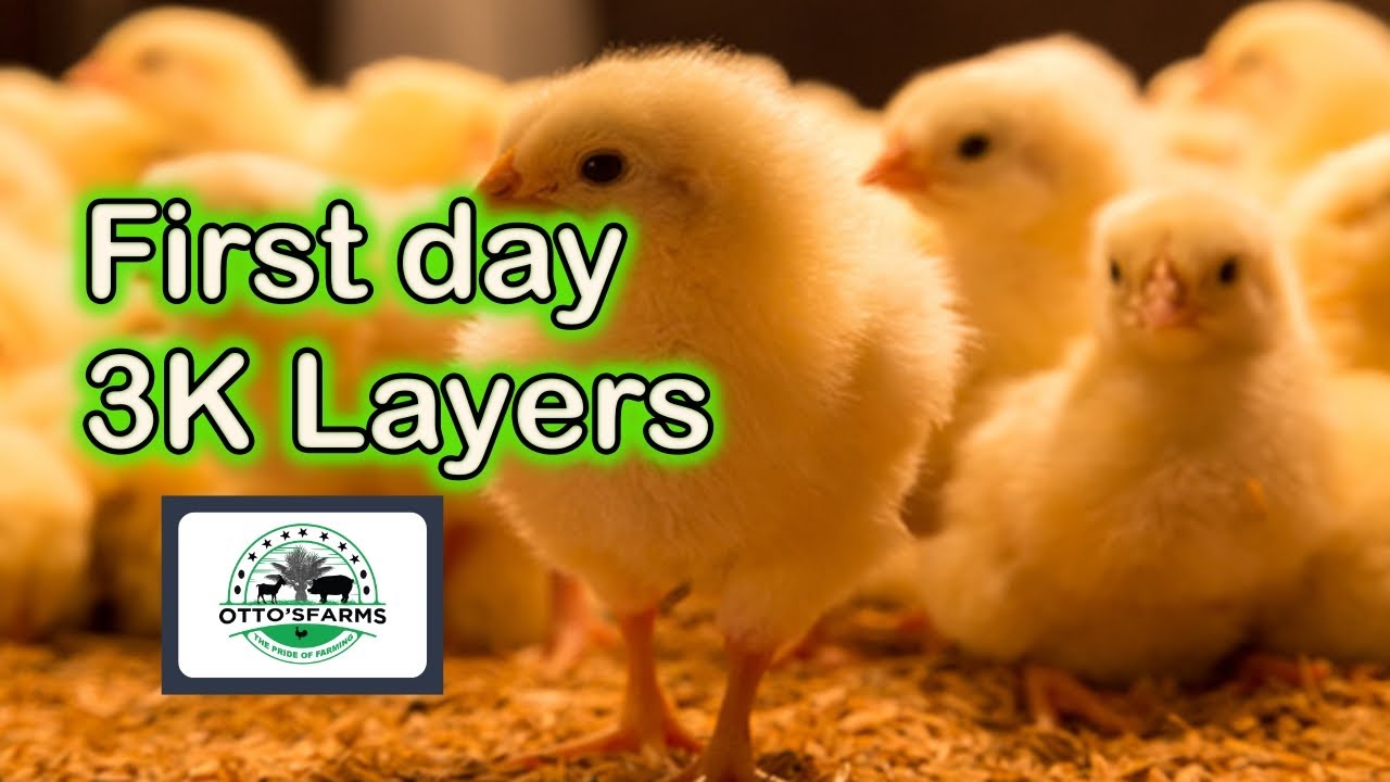 Unveiling Our 3000-Layer Chicks at Otto's Farms! - YouTube