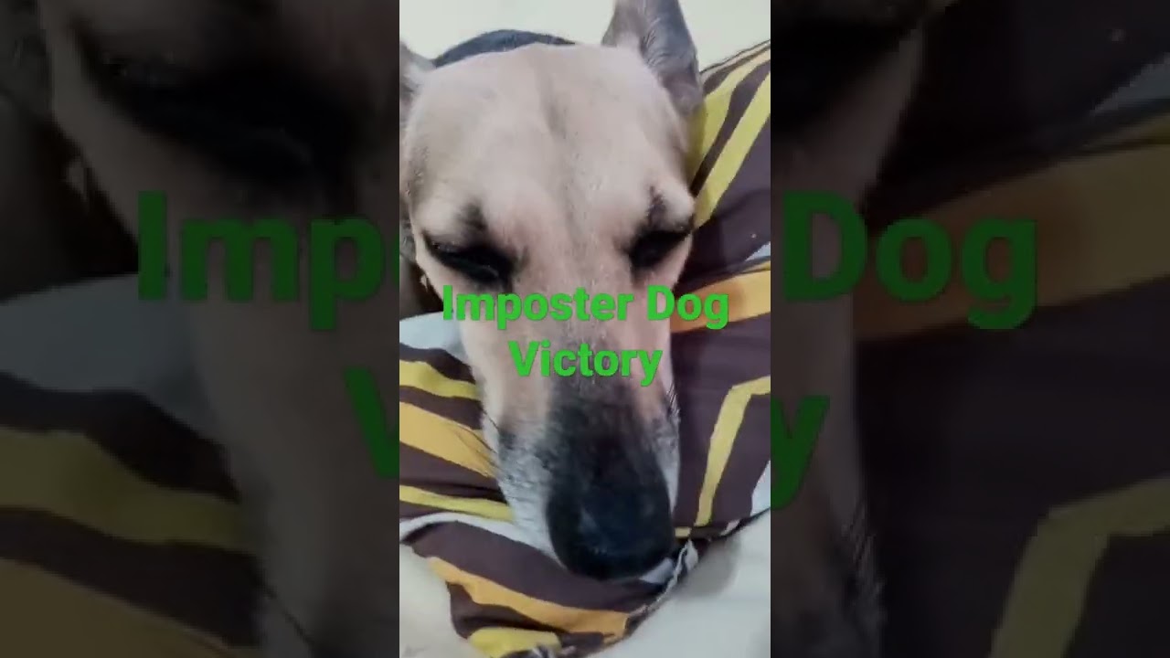 imposter Dog Victory! [impostor Cachorra Vitória] - YouTube