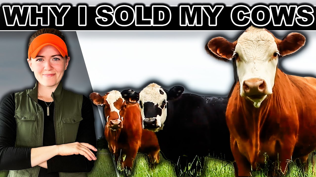 ‼️HOW (most) RANCHERS MAKE MONEY RAISING COWS | Raising Beef Cattle ...