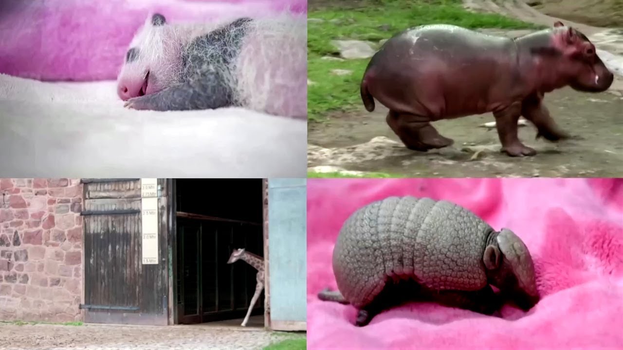 Lo mejor del año | Los nacimientos de animales más recordados de 2021 ...