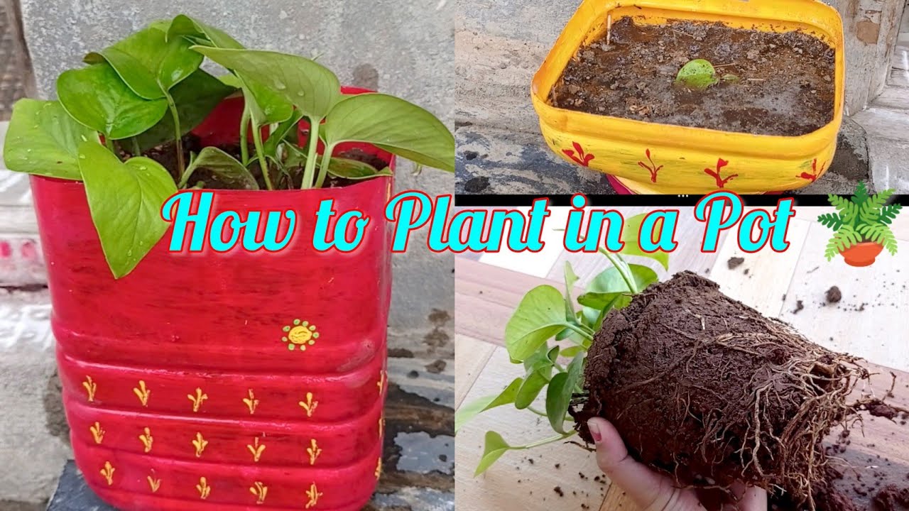 "How to Plant in a Pot | Easy Gardening at Home🌿" - YouTube