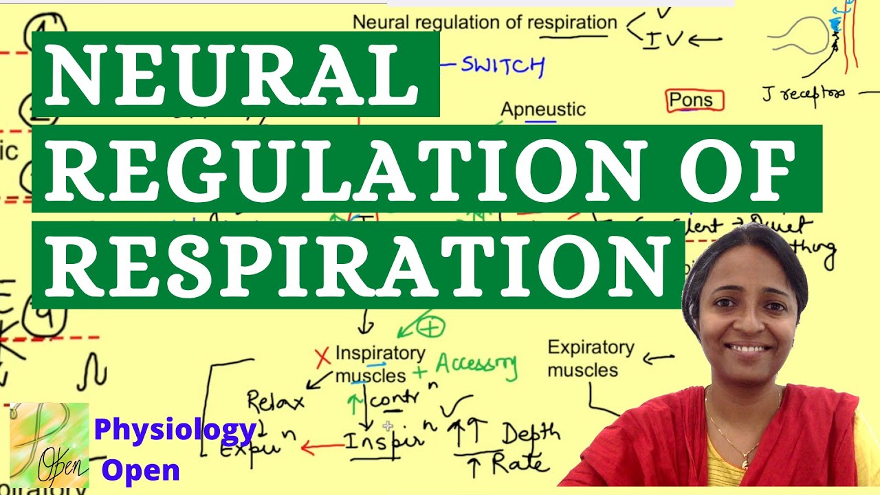 Neural regulation of respiration | Respiratory system physiology mbbs ...