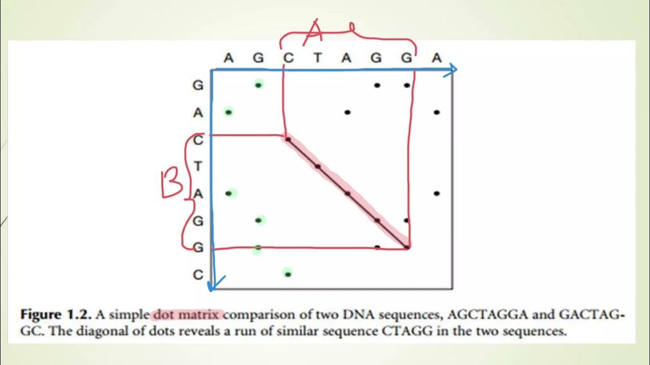 How to Analyse Dot Plot Matrix - YouTube