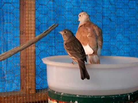 Dove and finch - YouTube