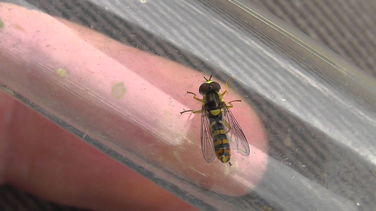 Sphaerophoria rueppellii - YouTube