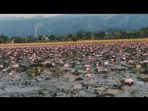 Dibir Hawor _Lotus Lake _ Jaintapur Landmark_Office Rd,Sylhet 2020