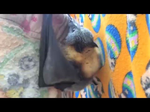 Bat selfie - Gelert investigates the camera, sniffs and sneezes. - YouTube