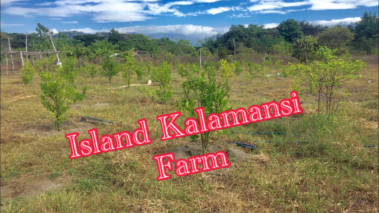Island Kalamansi Farm After 1 Year - YouTube