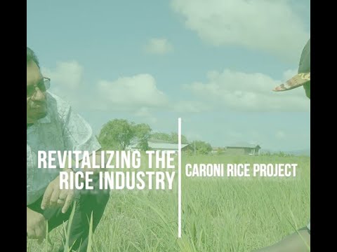 CARONI RICE PROJECT UPDATE: Minister Kazim Hosein Tours Rice ...