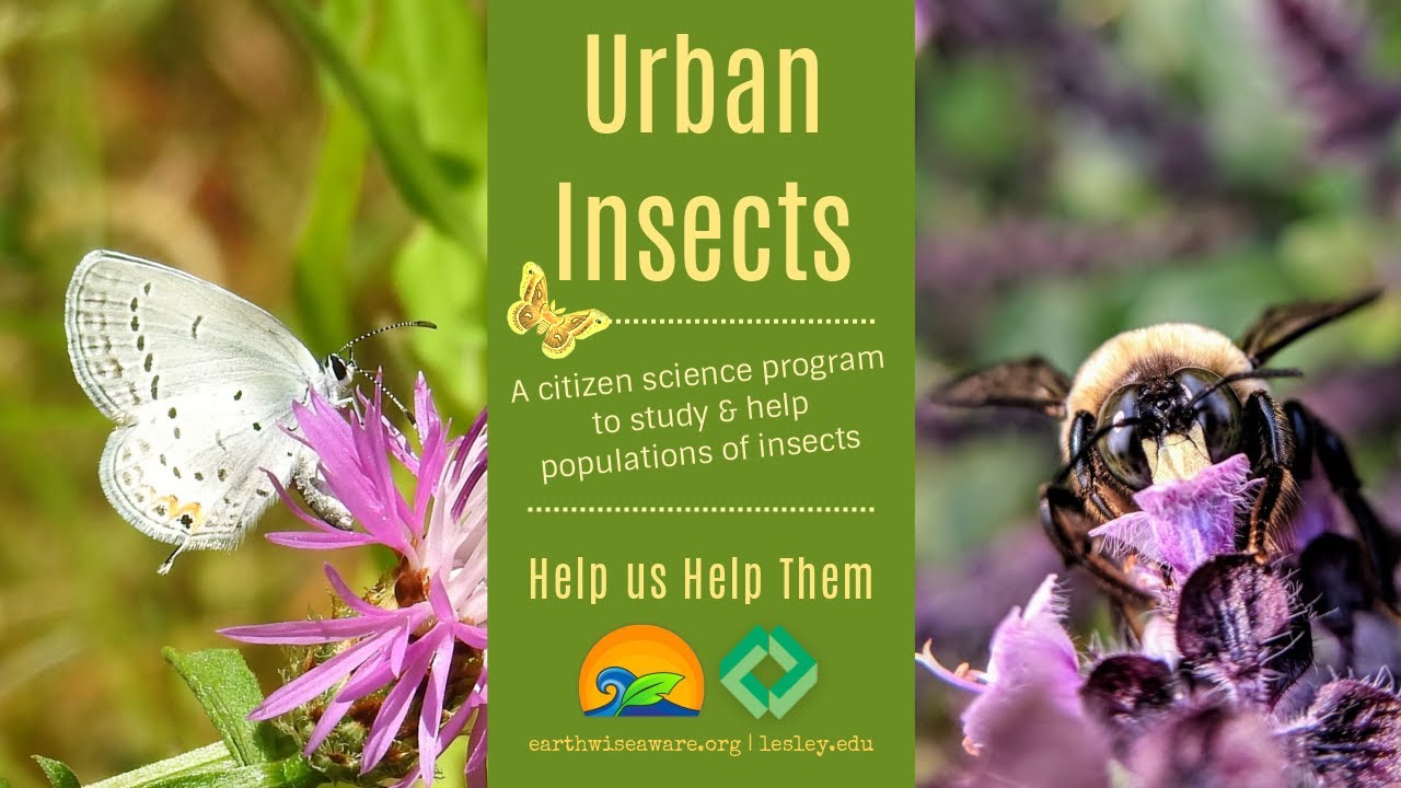 🐛 Urban Insects - Help us help them in 2020 - YouTube